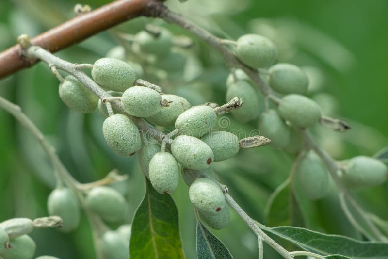Leaves and Fruit, Tree of Paradise. Elaeagnus Angustifolia Stock Photo ...