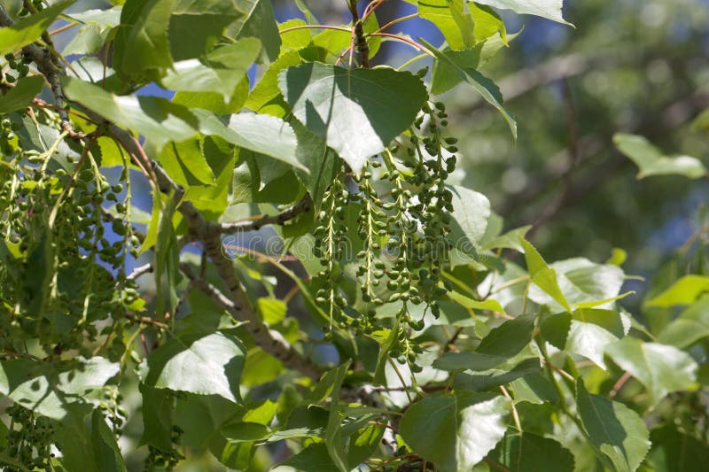 Leaves and Fruits of a Canadian Poplar Populus X Canadensis Stock Photo ...