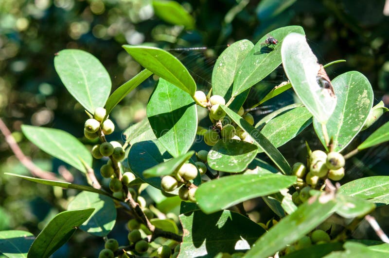 Leaves and Fruits of the Ebony Tree Stock Photo - Image of forest ...