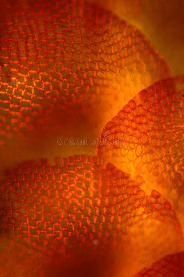 Leafy Liverwort Spores in Morning Sun Stock Image - Image of dewdrops ...