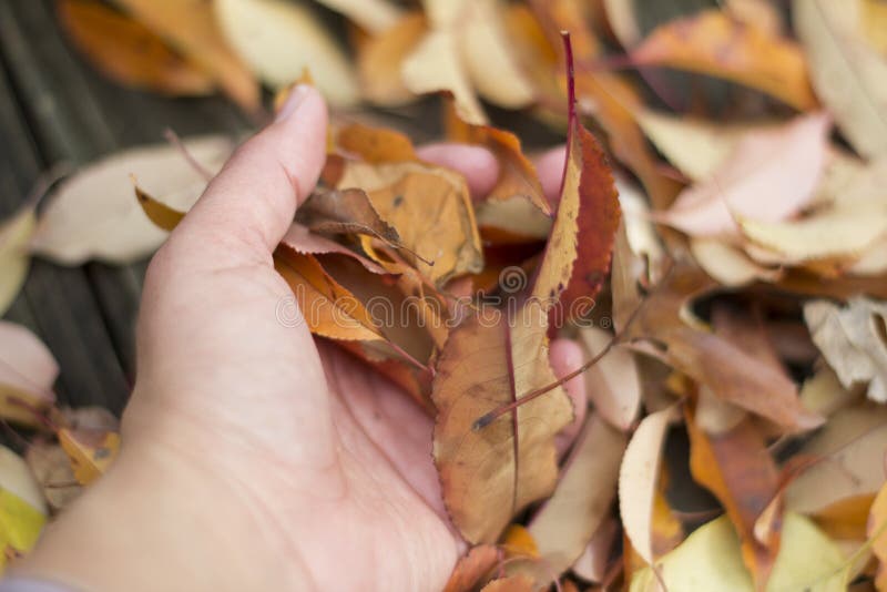 Leaves Full on a Hand in Falls Stock Image - Image of seasonal, falls ...
