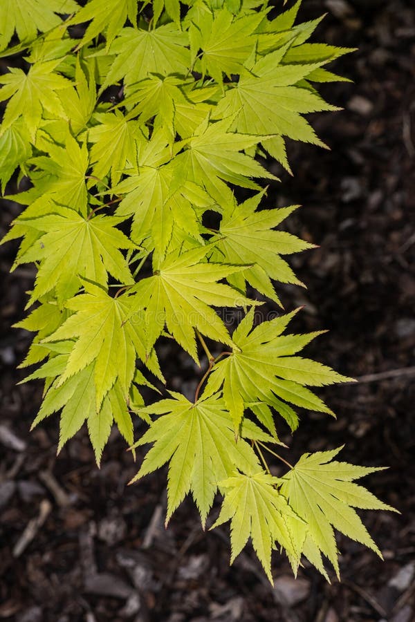 Leaves of Full Moon Maple stock image. Image of plant - 202299715