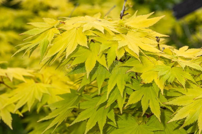 Leaves of Full Moon Maple stock image. Image of fall - 202299721
