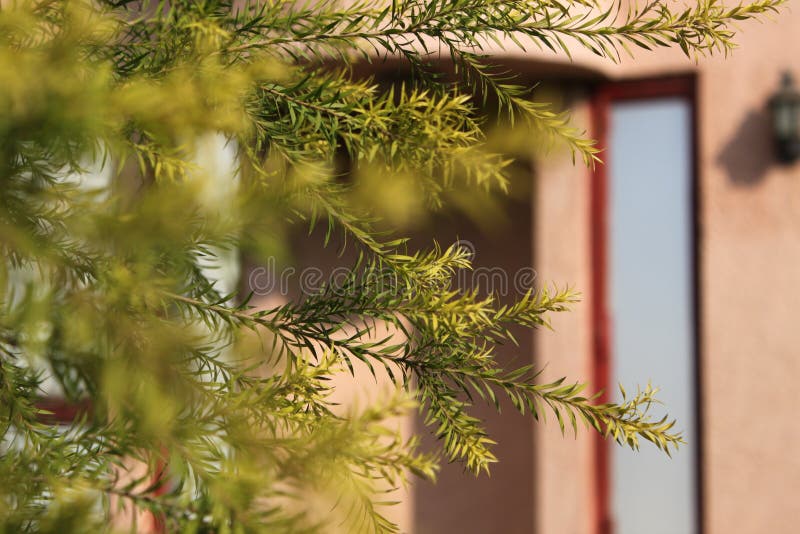 Leaves stock image. Image of green, focus, leaves, spring - 65178063