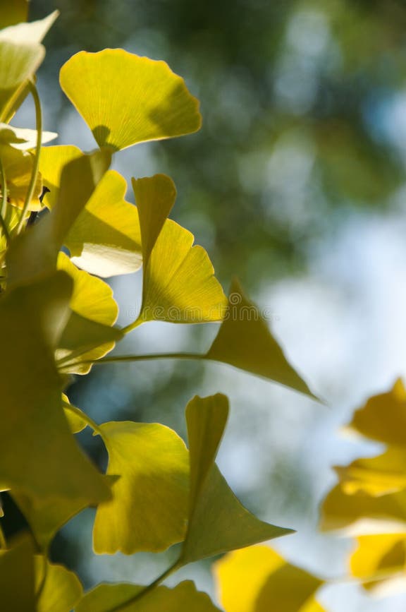 Leaves of the Gingko Tree stock photo. Image of mental - 16671224