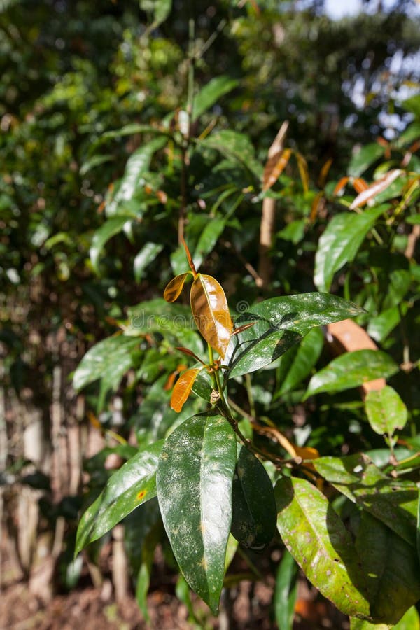 Leaves of Gnetum Gnemon Tree, Melinjo Stock Photo - Image of outdoor ...