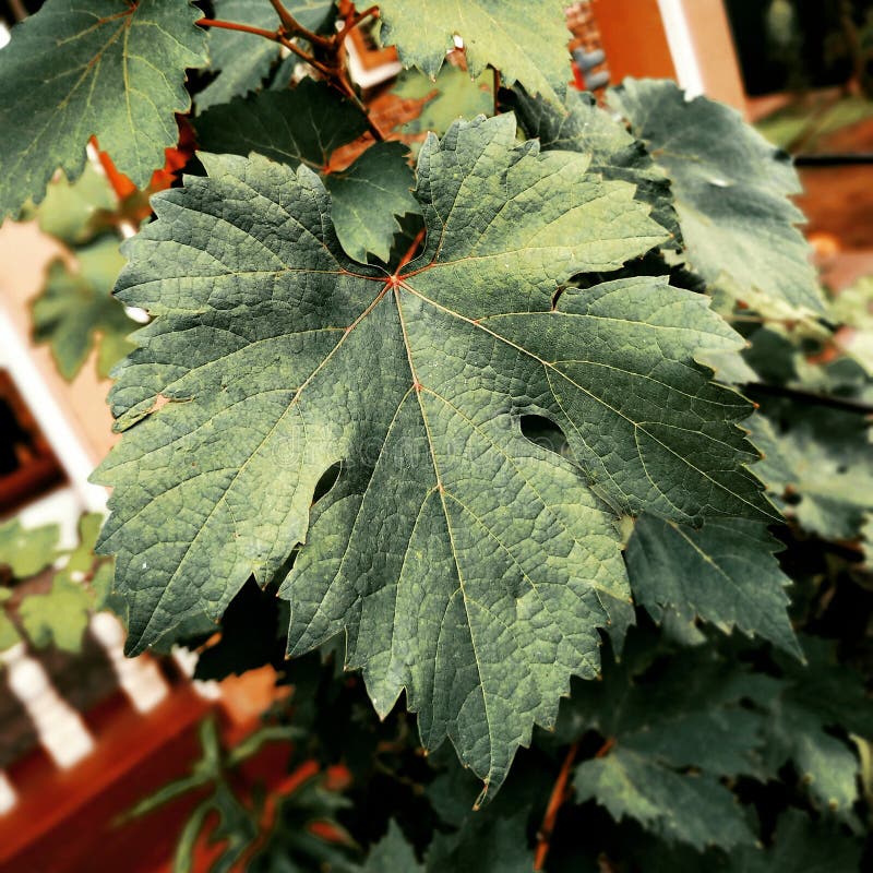 Leave of grape stock photo. Image of nature, branch - 192122448