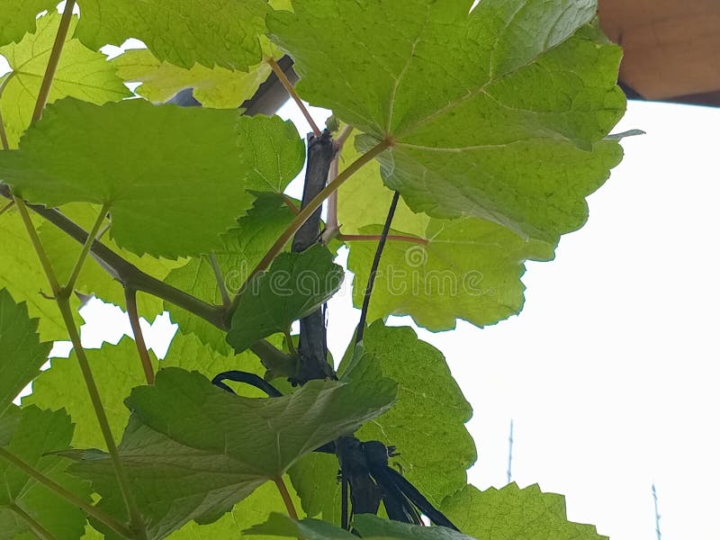 Leaves from the Grape Vine in Front of the House Stock Image - Image of ...