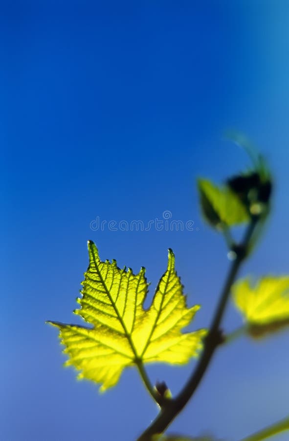 Leaves of grapes stock photo. Image of grows, detail, background - 2127894