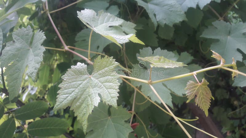 Leaves of the Grapes stock photo. Image of grapes, leaves - 222447234