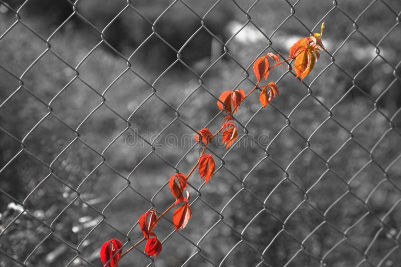 Leaves of Grapes on Wire Mesh Stock Image - Image of bright, grapes ...