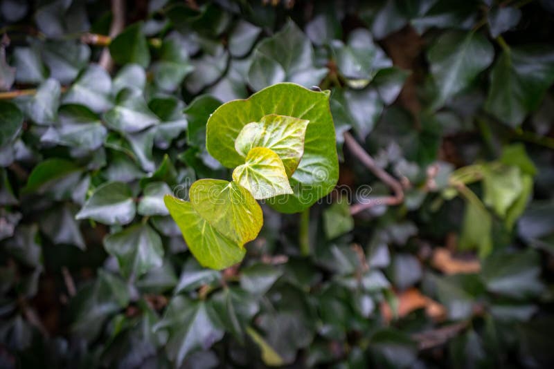 Green color of leaves stock photo. Image of branch, yellow - 207973716