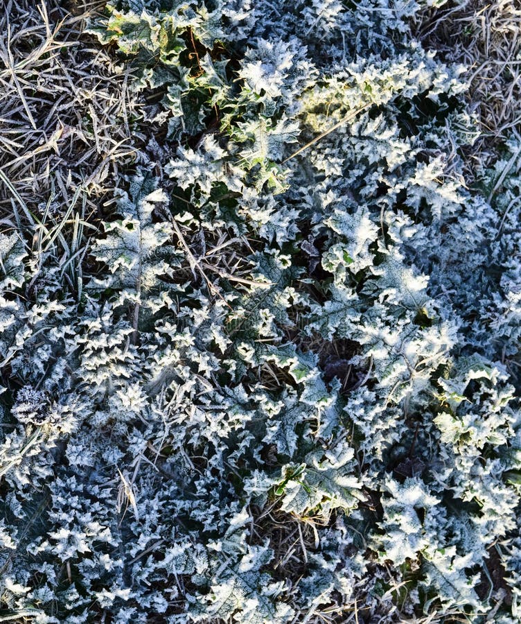 Leaves of Grass with . Frozen Ground. Background of the Soil and Snow ...