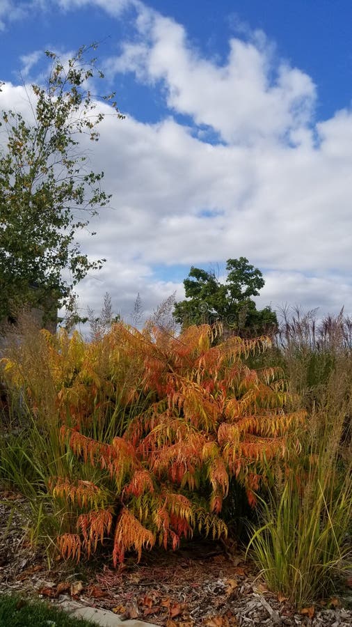 Trees stock image. Image of trees, grass, leaves, clouds - 136932589