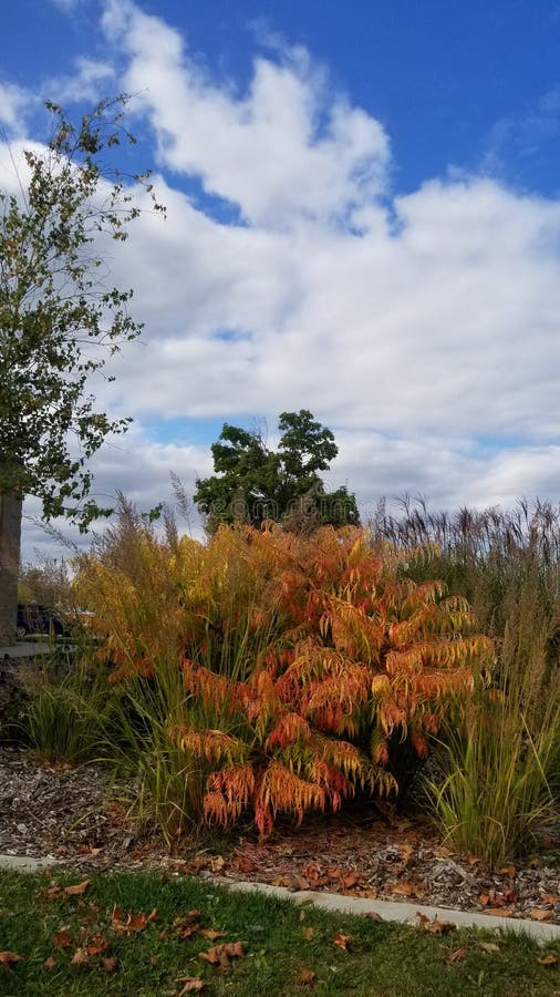 Trees stock photo. Image of grass, leaves, trees, clouds - 136932610