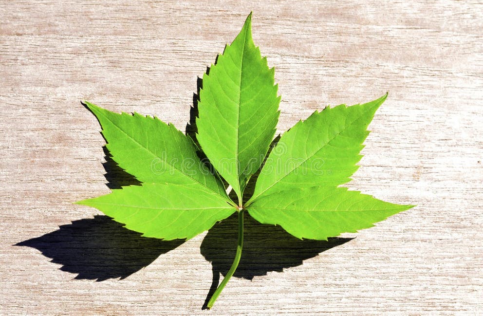 Leaves stock photo. Image of blossomed, fallen, stem - 65606482