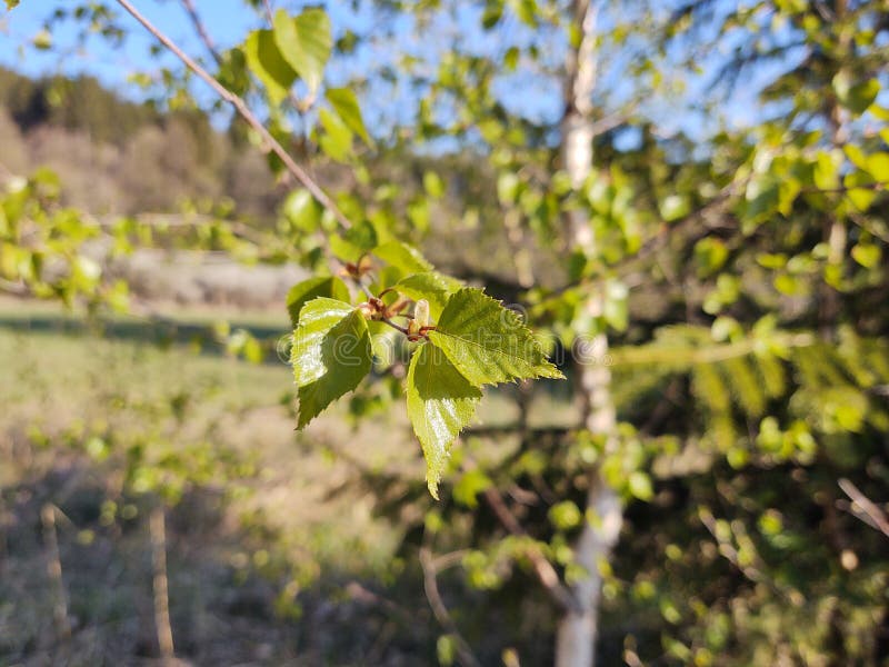 Leaves of the Green Birch Tree. Stock Photo - Image of close, garden ...