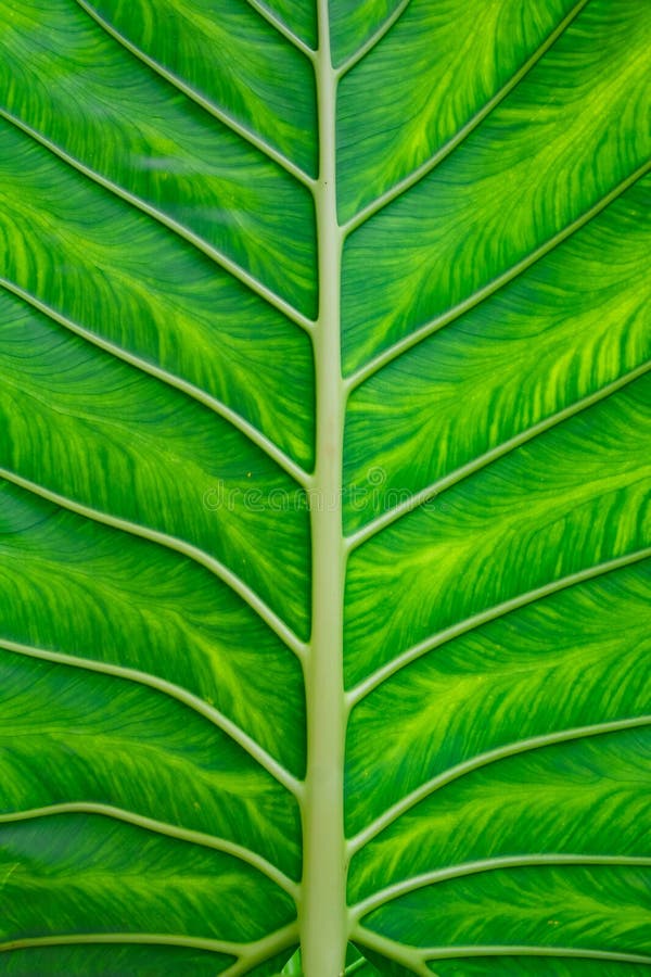 The Leaves of the Green Bon Tree Stock Photo - Image of leaves, tree ...