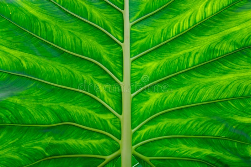 The Leaves of the Green Bon Tree Stock Photo - Image of greenery, leaf ...