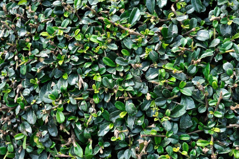 Leaves of Green Bush As Background Stock Image - Image of beautiful ...