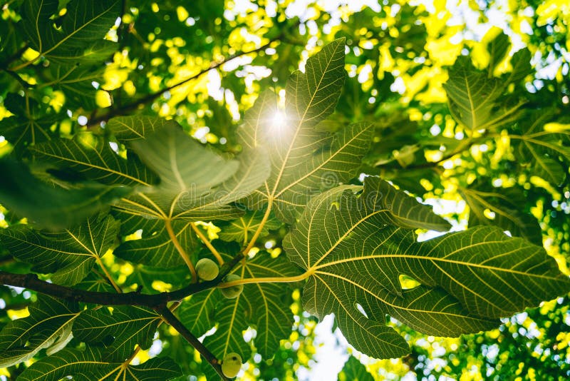 Leaves and Green Fig Tree Fruits, Green Natural Abstract Background and ...