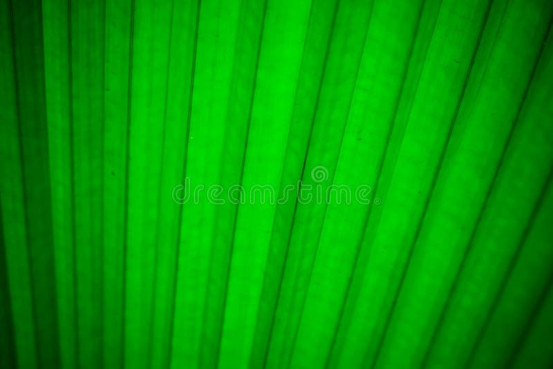 Leaves Green Plant Abstract Background Stock Image - Image of light ...