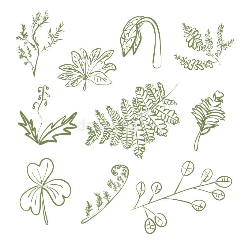 Leaves of Green Plants Linear Contour Set Stock Vector - Illustration ...
