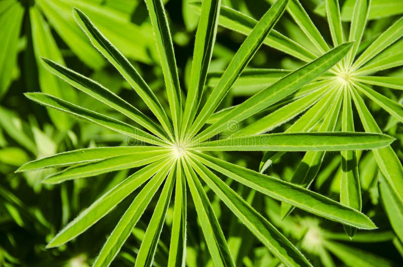 Radial Leaves Design with Stems and Symmetrical Plant Pattern. Stock ...