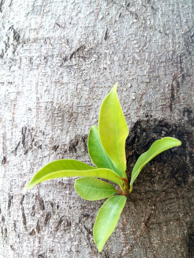 Fresh Green Leaves Germinate in the Middle of the Tree Stock Photo ...