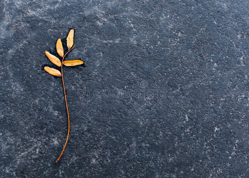 Leaves on a Dark Gray Stone Texture Background Environment Beautiful ...