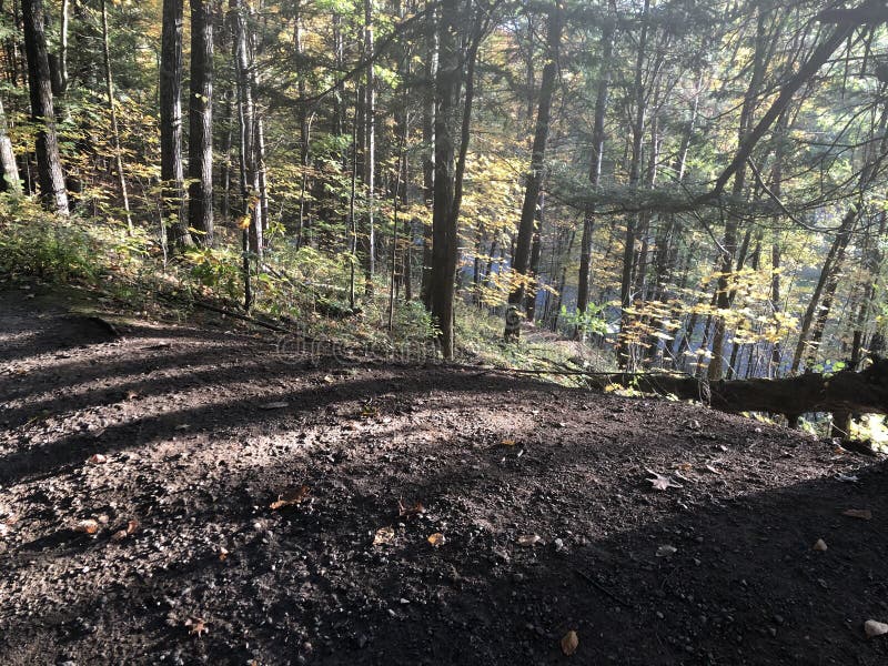 Trees stock image. Image of trees, leaves, ground, forest - 191729655