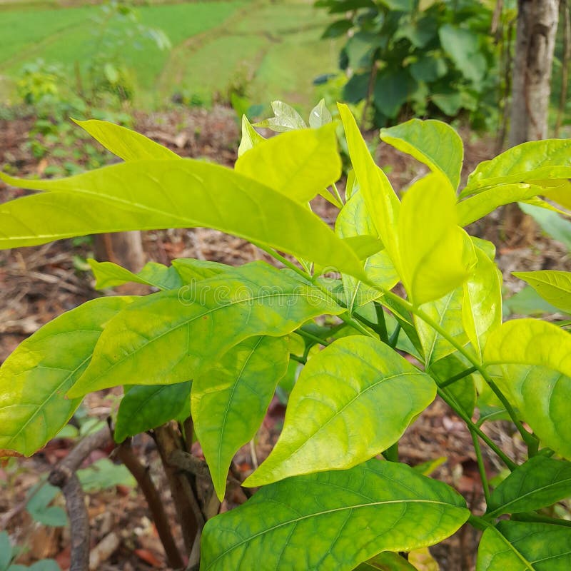 When Leaves Grow Again from a Fallen Tree Stock Photo - Image of leaves ...