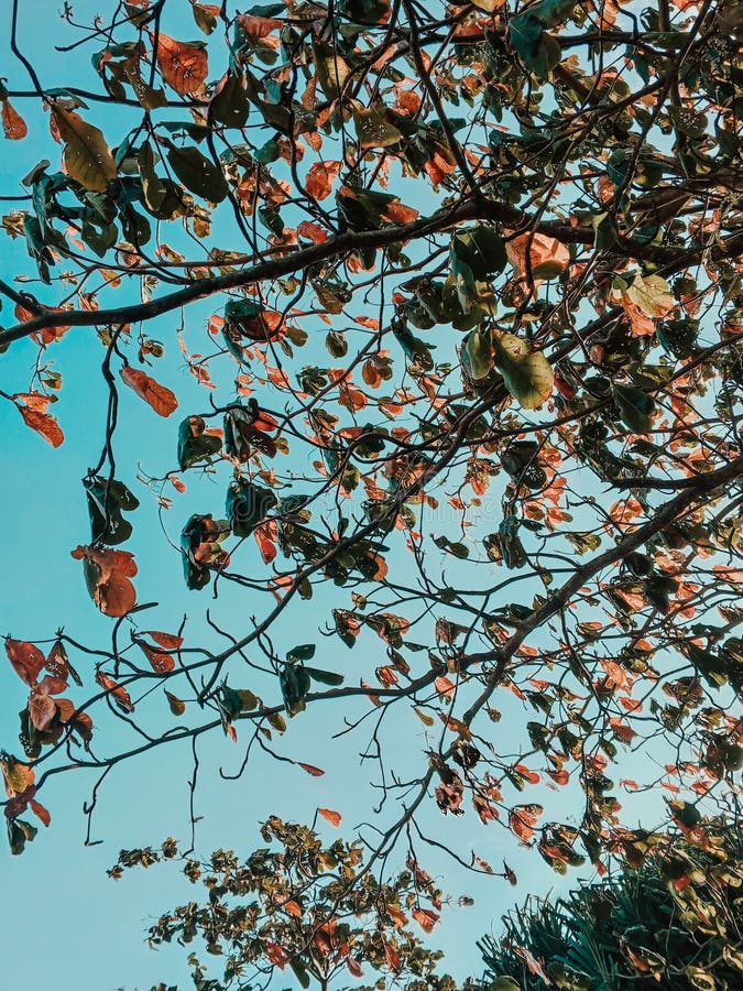 Leaves grow lushly stock image. Image of twig, branch - 254488443