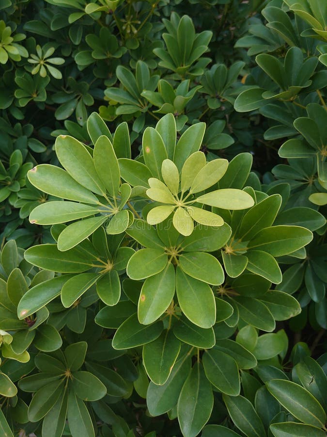 Leaves that Grow Naturally and Beautifully Stock Photo - Image of ...