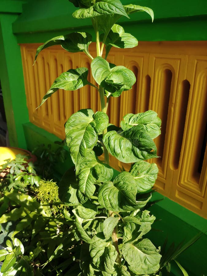 The leaves grow tall stock image. Image of leaf, green - 203959003