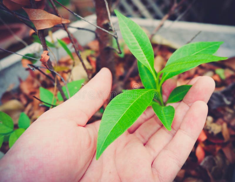 Leaves Growing stock photo. Image of plants, growth, leaves - 91146530