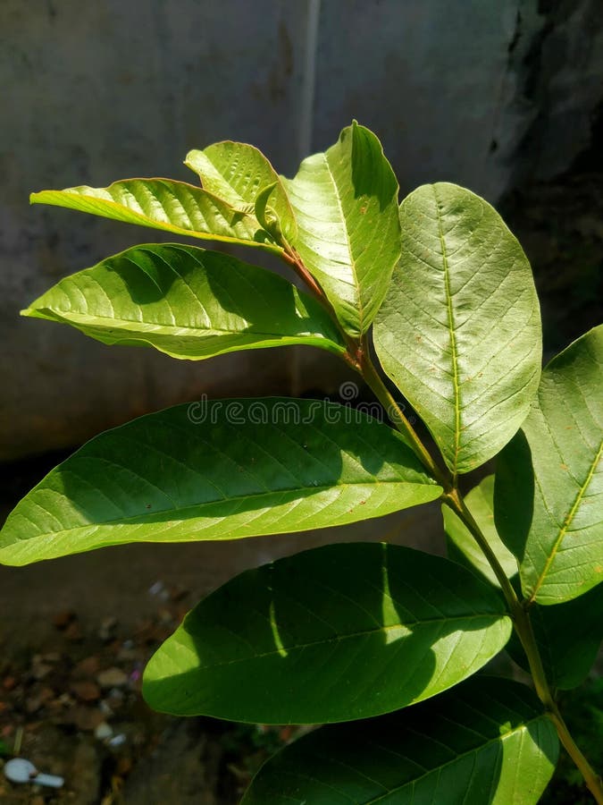 The Leaves of the Guava Tree are Beautiful and Green Stock Image ...