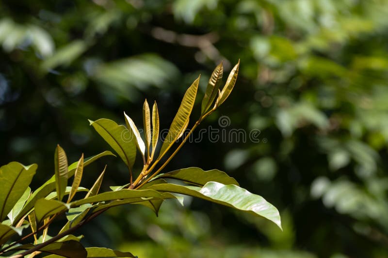 Gutta-percha Pins in a Set of Different Sizes for Root Canal Fillings ...