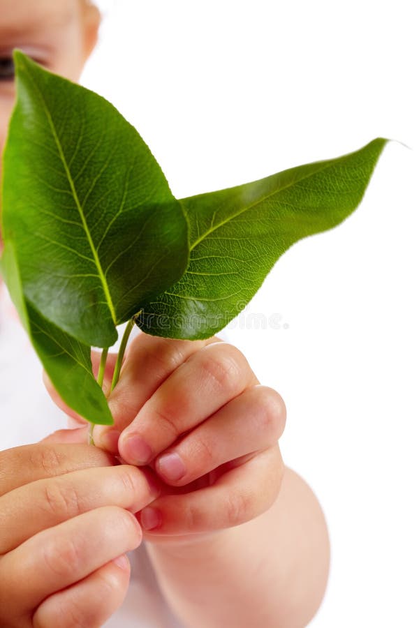 Holding a leaf stock photo. Image of fresh, back, ecology - 2268044