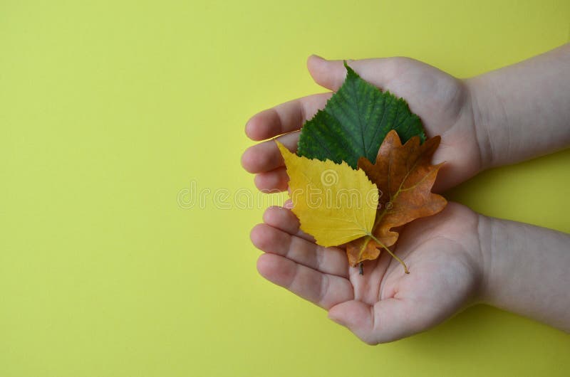 Leaves in the Hands of a Child. Stock Photo - Image of closeup, maple ...