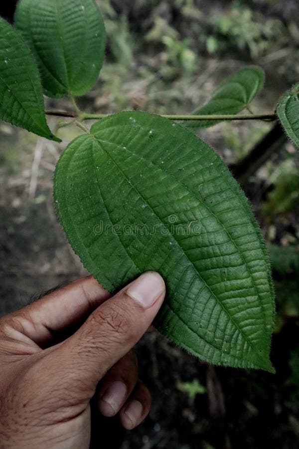 Leaves and hands to take stock image. Image of leaves - 197924233