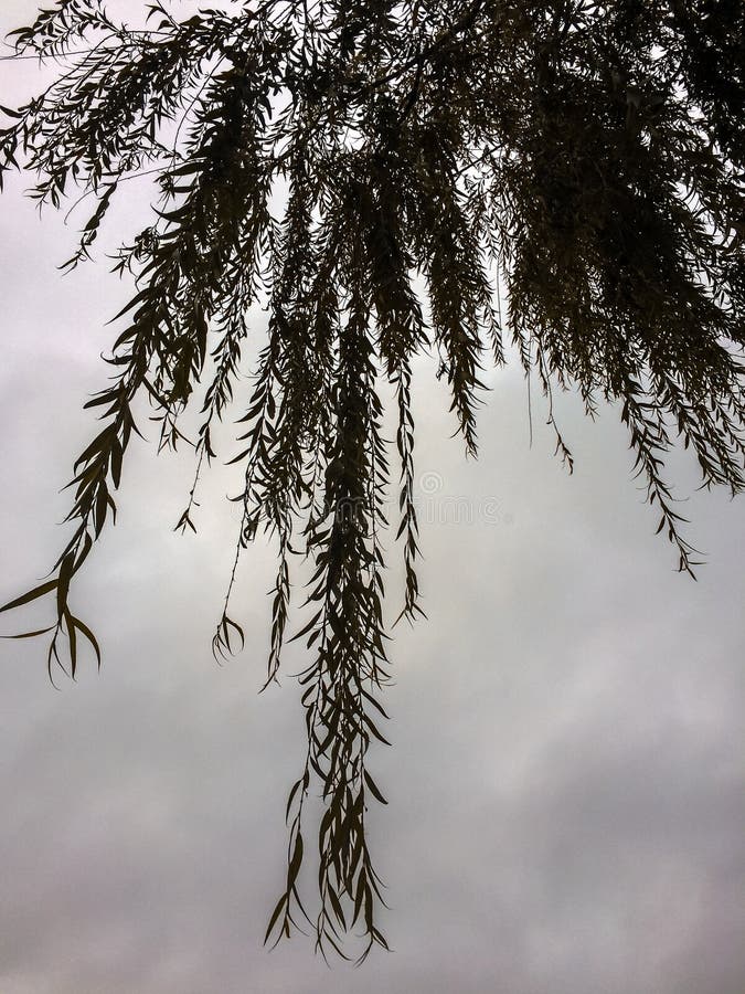 Leaves Hanging from Tree on a Cloudy Day Stock Image - Image of nature ...