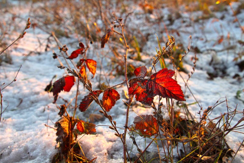 The Leaves Have Changed Color Stock Image - Image of november, sunlight ...