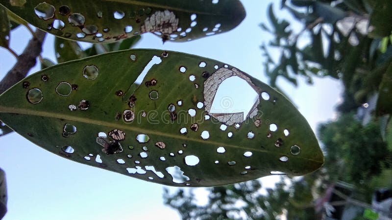 Leaves Have Holes Due To Insect Eating Stock Image - Image of holes ...