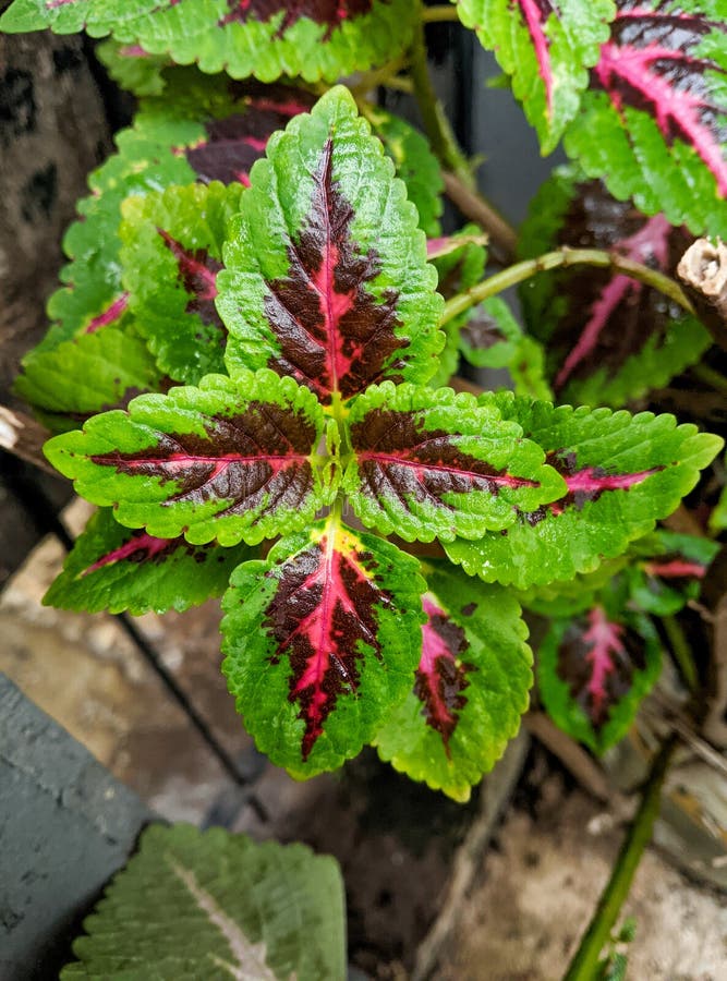 Leaves that Have Unique Colors and Textures, Close Up of Plants Stock ...