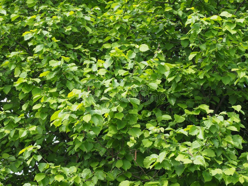Hazel tree leaves stock photo. Image of nature, plants - 115354810