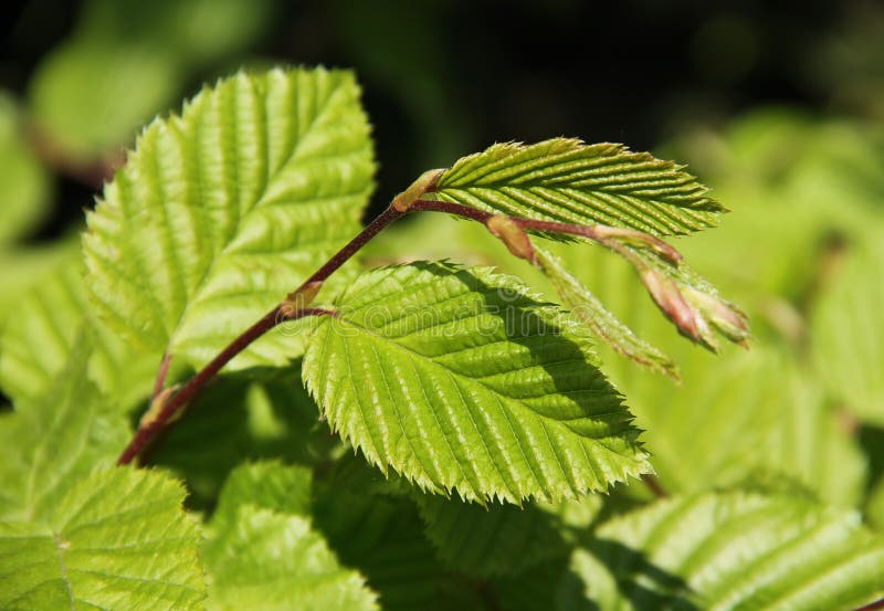 Leaves of hazel tree stock photo. Image of plant, twig - 71182146
