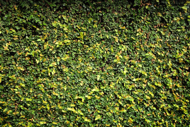 Leaves hedge texture stock image. Image of outdoor, foliage - 75998185
