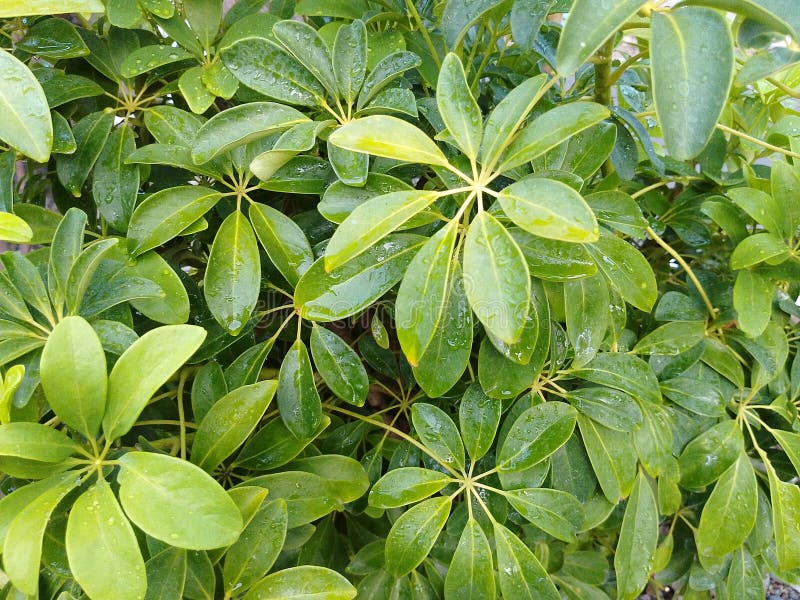 Leaves of Heptapleurum Arboricola or Dwarf Umbrella Tree Stock Image ...