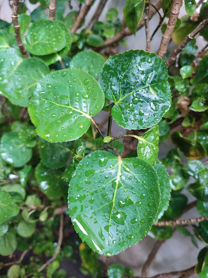 Leaves hit by rainwater stock photo. Image of leaf, green - 296913996